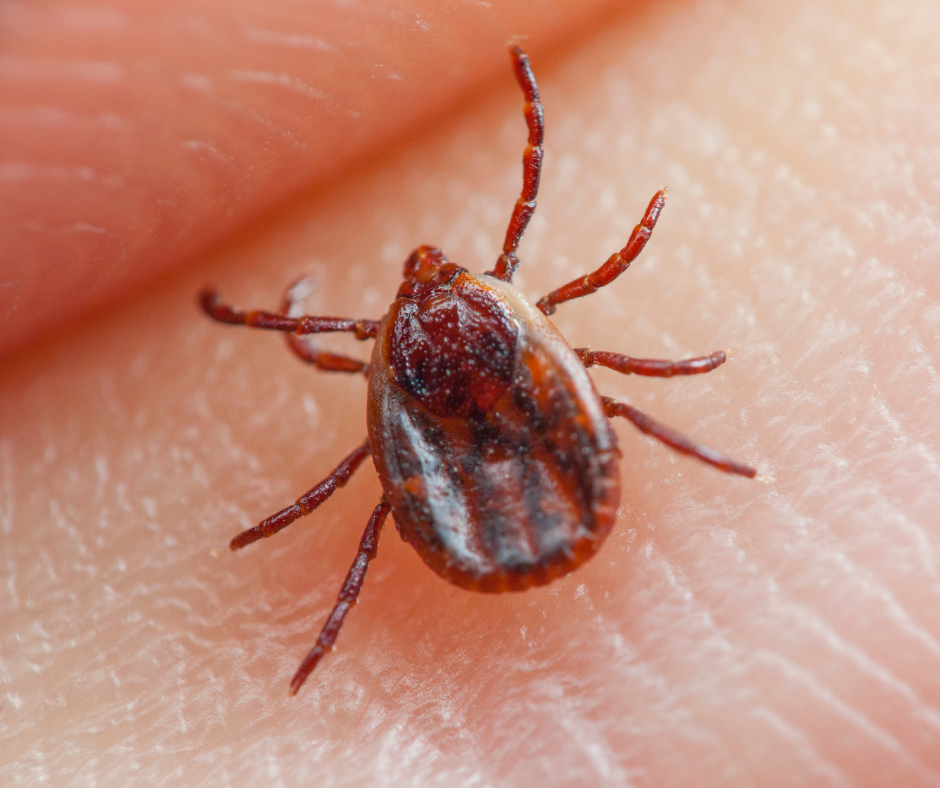 Why Do Ticks Bite Humans Why Do Ticks Bite Humans